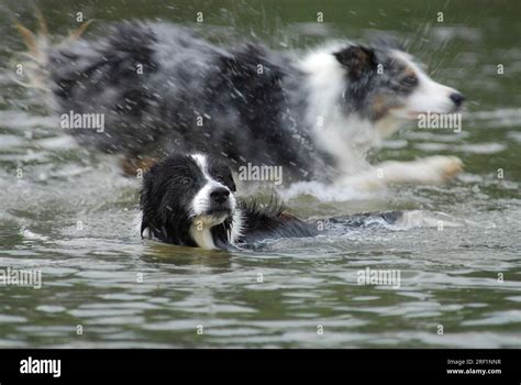 Border Collie Swimming Behind It Another Border Collie Jumps Into The