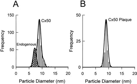 Size Diameter Frequency Histograms Of Single Intramembrane Particles