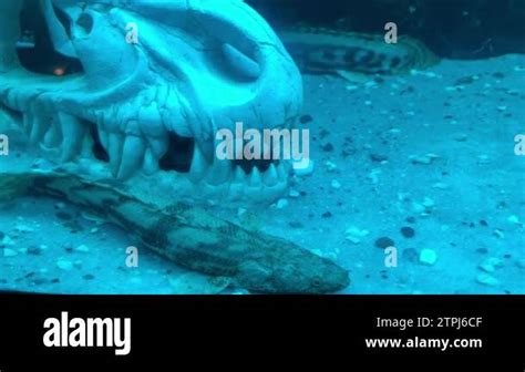 Polypterus Fish Stock Videos And Footage Hd And 4k Video Clips Alamy