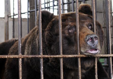 China Online Outcry Over Ipo Plans For Bear Bile Company Ibtimes Uk