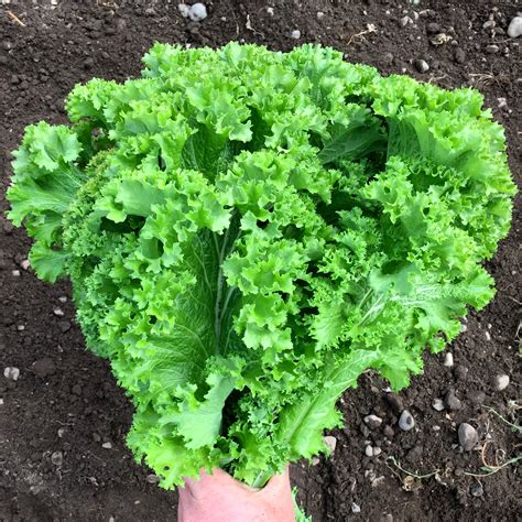 Mustard Greens Planting Time At Jon Lefebre Blog