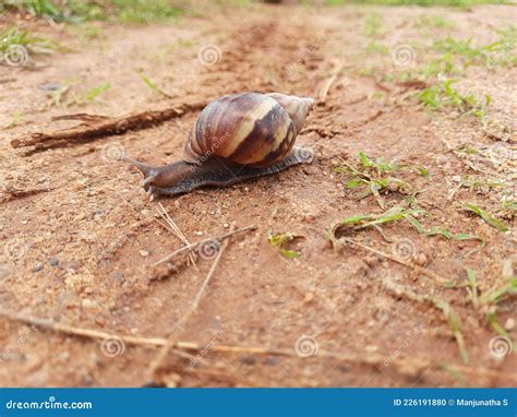 Big Worm Snails Thylacodes Arenarius Stock Image