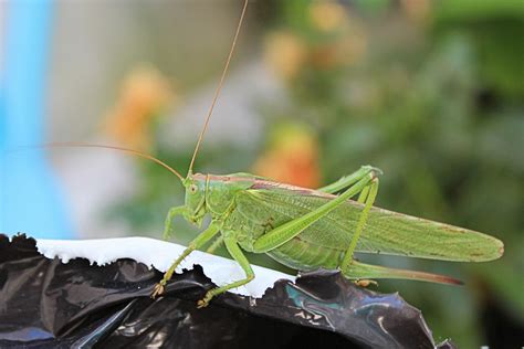 2560x1440 Wallpaper Green Grasshopper Peakpx