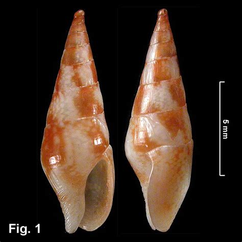 Mitrella Dentimitrella Intexta