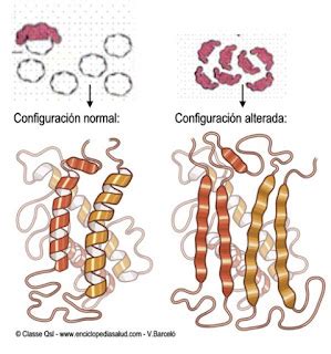Actuaciencia La Historia Detrás De Las Enfermedades De Priones Que