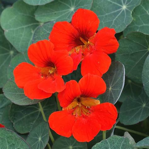 Dwarf Nasturtium Empress Of India 3 Gram Packet ~ 20 Seeds Open