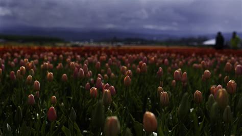 Danielle Cook The Independent Photographer