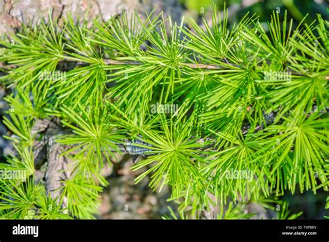 Larch Tree Leaves