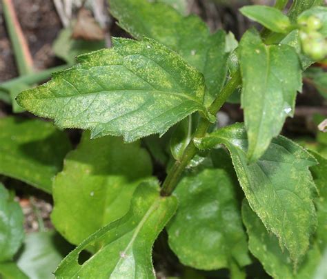 Aster Aster North Carolina Extension Gardener Plant Toolbox