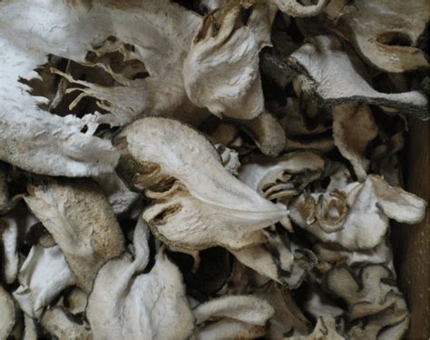 Fructus Citri Sarcodactylis Mano De Buda Meridians