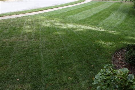 Adventures In Gardening Tenacity Application After 1 Week