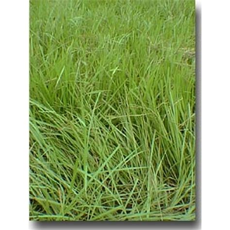 Pensacola Bahia Grass Seed Coated 50 Lbs