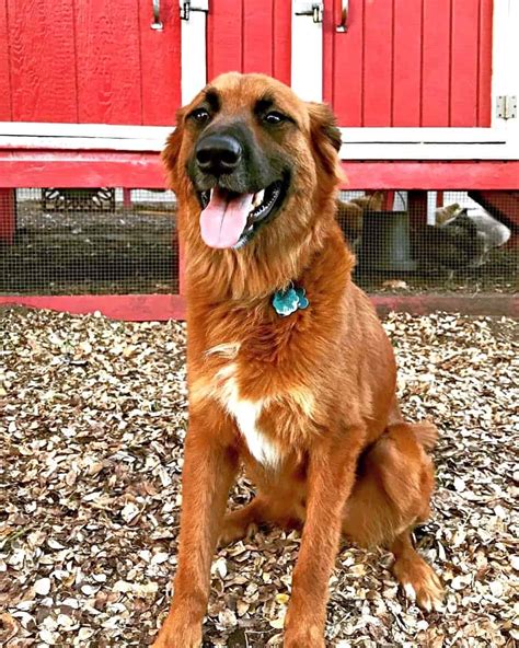 11 Unique Irish Setter Mixes Youll Love With Pictures