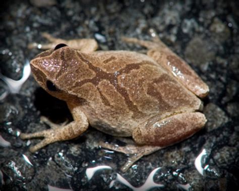 Spring Peeper Facts And Pictures