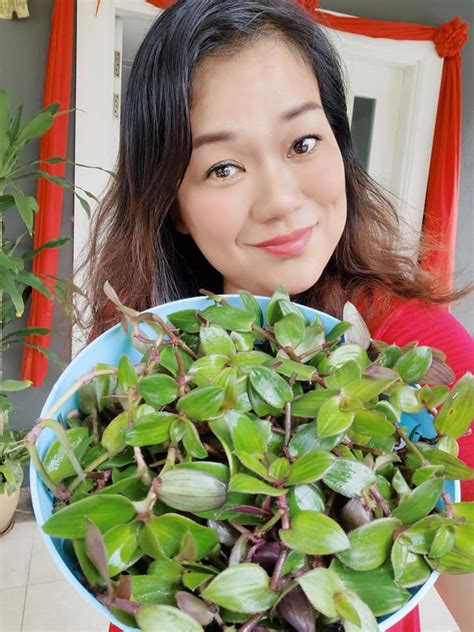 ️ 水龟草治疗肾及水肿很有效 ️ Seng Yoke May 成玉美