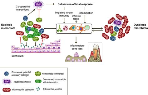 Functional Categories Among Bacteria In Polymicrobial Communities