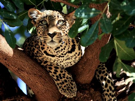 Leopard In Tree Kenya National Geographic