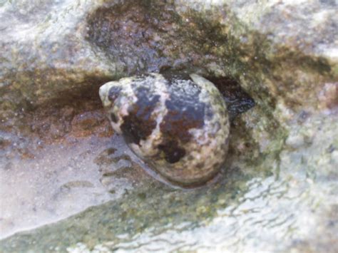 Sea Snail The Marine Gastropods Ocean Info