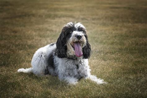 Black And White Cockapoo Laying Down In A Field Stock Image Image Of