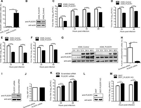 Correction Phospholipid Scramblase 1 Interacts With Influenza A Virus