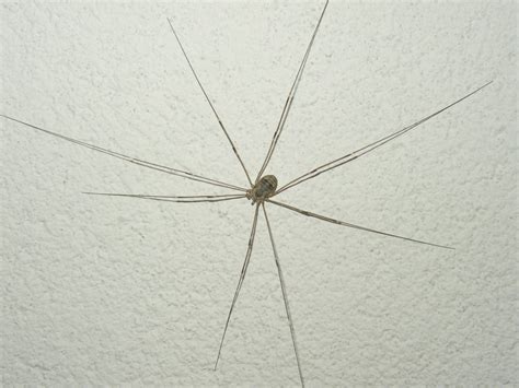 Flying Roaches Off Topic Loverslab