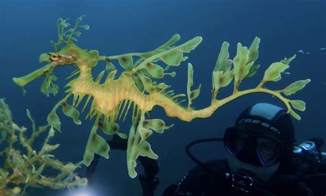The Infamous Leafy Seadragon