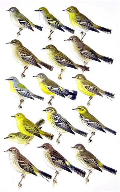 Found Confusing Fall Warblers A Focused Collection Of Humble