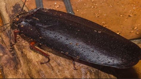 Giant Winged And Unbelievable Meet The Worlds Largest Cockroach And Where It Is Found