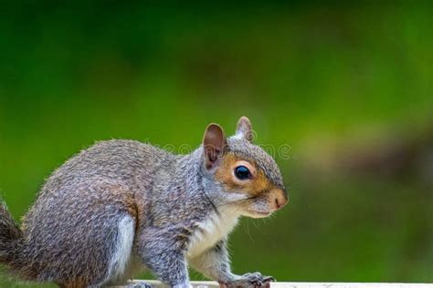 Cute Grey Squirrel Stock Image Image Of Wildlife Nature 188572943