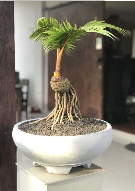 Pin By Dee On Bonsai Brilliance🌳 Bonsai Garden Bonsai Plants Bonsai Tree Care