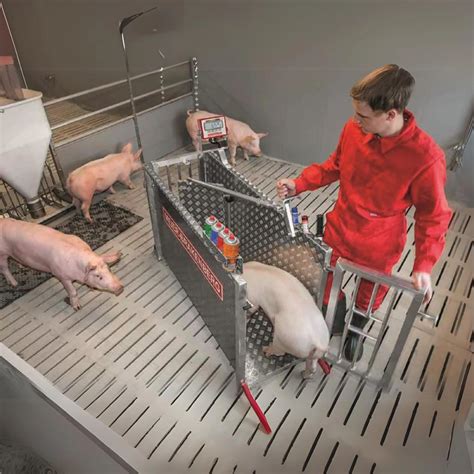 Top 5 Der Beliebtesten Schweinewaagen