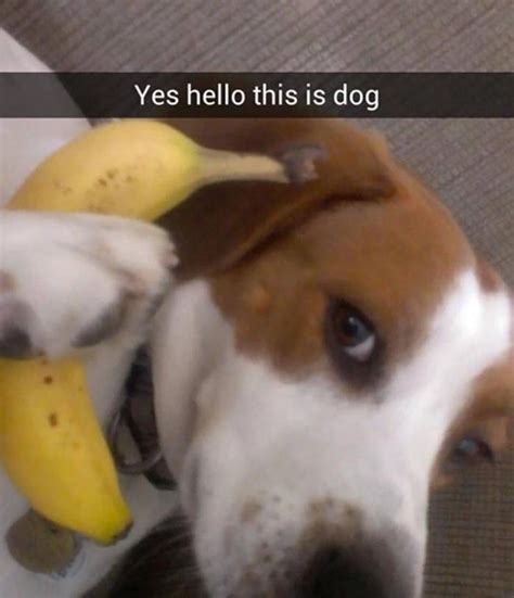 Hello This Is Dog Meme