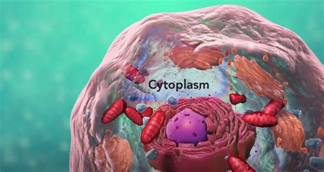 Cell Structure And Function Kg Quiz Quizizz