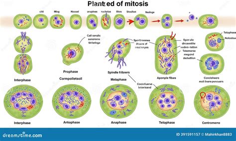 3d Cell Mitosis Stages Prophase To Telophase Stock Image