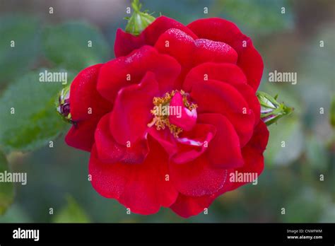 Plantes Ornementales Rose Rosa Wilhelm Hansmann Rosa Wilhelm