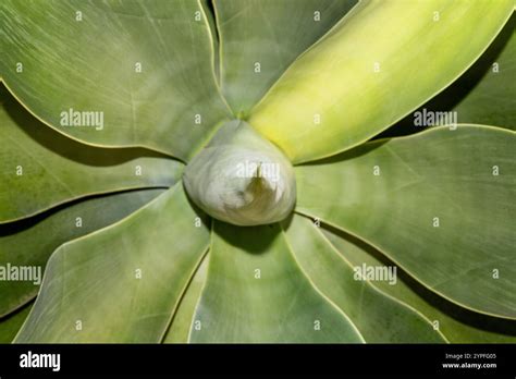 Agave Attenuata Also Called The Foxtail Or Lions Tail Agave Or The