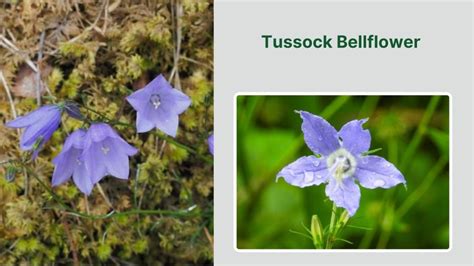17 Types Of Bellflower Identification With Picture