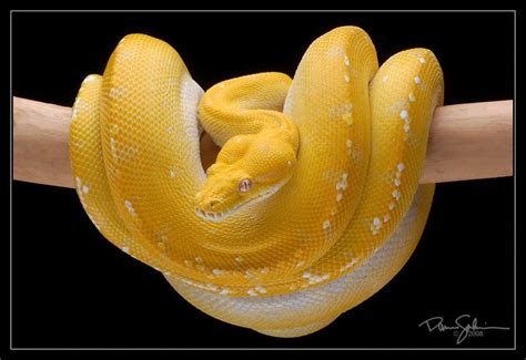 Green Tree Python Albino