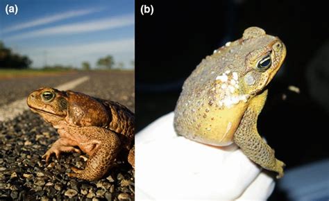 Parotoid Macroglands In Adult Cane Toads A An Adult Female Male Cane