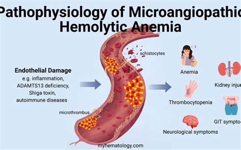 Red Blood Cells My Hematology