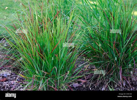 Panicum Virgatum Rotstrahlbusch Green Leaves Foliage Ornamental Grasses