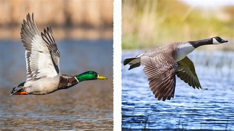 Goose And Duck