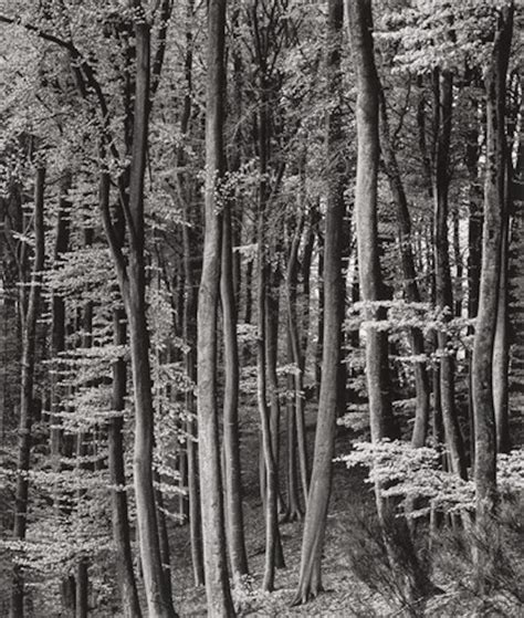 Brett Weston Twenty Photographs Portfolio 1970 1977 A Set Of 20 Original Hand Printed Photo