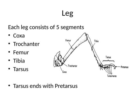 1 Observations On External Features Of Grasshopepr Cockroachpptx