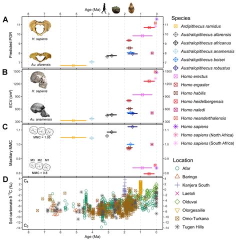 Teeth And The Evolution Of Human Pregnancy Wwu Primate Evolution Lab
