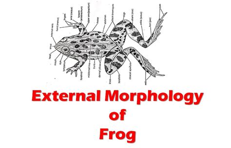 Frog Diagram