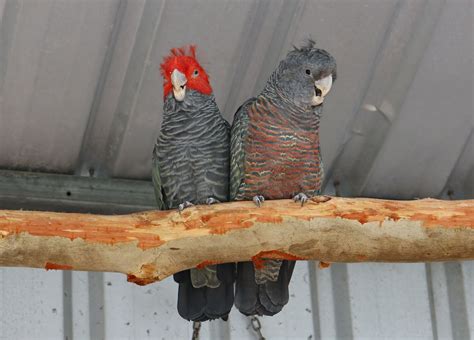 Gang Gang Cockatoos Cockatoo Australia Animals Wildlife Park