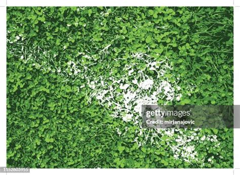 1657 Map Grass Texture High Res Vector Graphics Getty Images