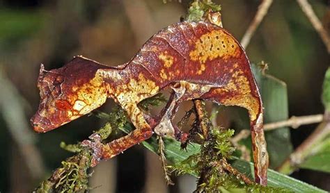 The Satanic Leaf Tailed Gecko A Master Of Camouflage In Madagascars