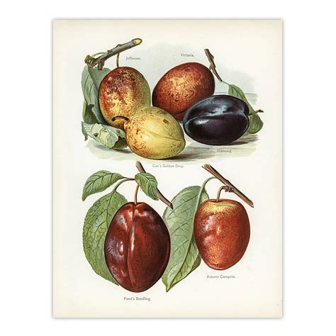 Plum Varieties Vintage Illustration Wright Wall Art Poster Print 12x16